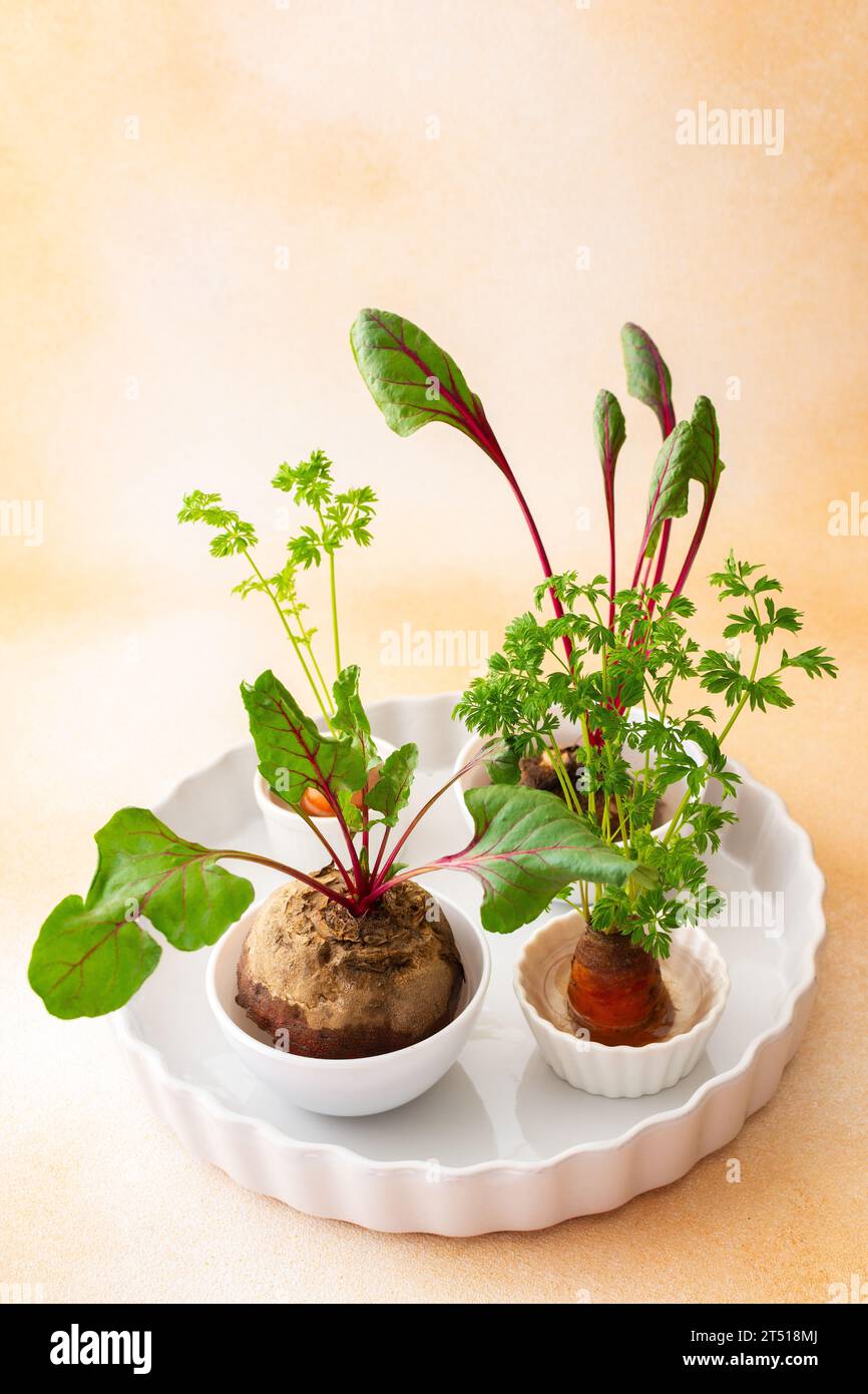 Growing beet tops in water hi-res stock photography and images - Alamy