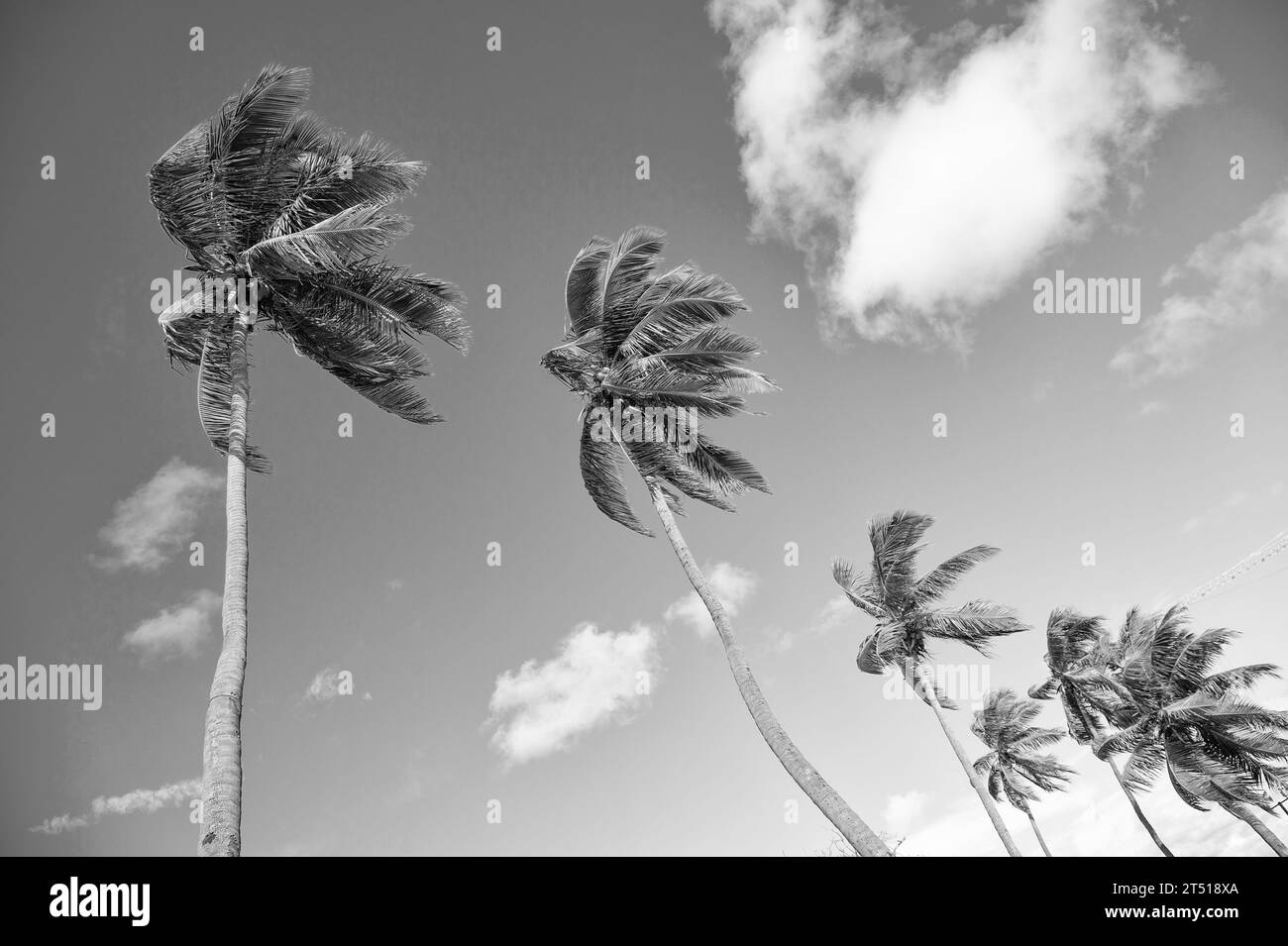 green summer palm tree in california. summer palm tree on sky ...