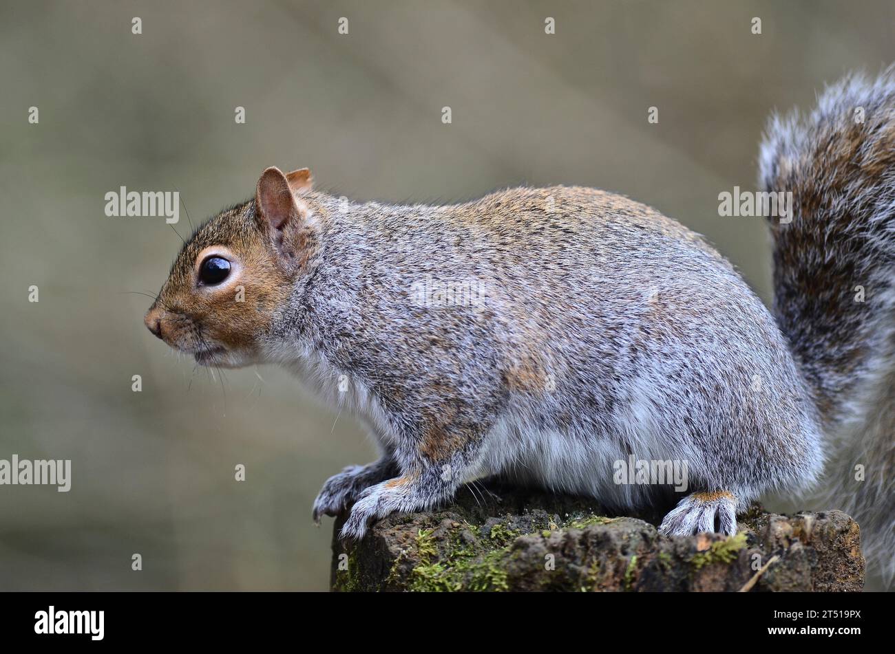 Grey squirrel in nature hi-res stock photography and images - Alamy