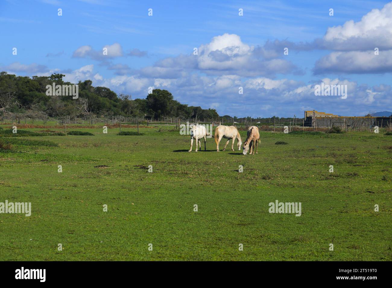 White horses grazing in the meadow in the meadow in the Alentejo area ...