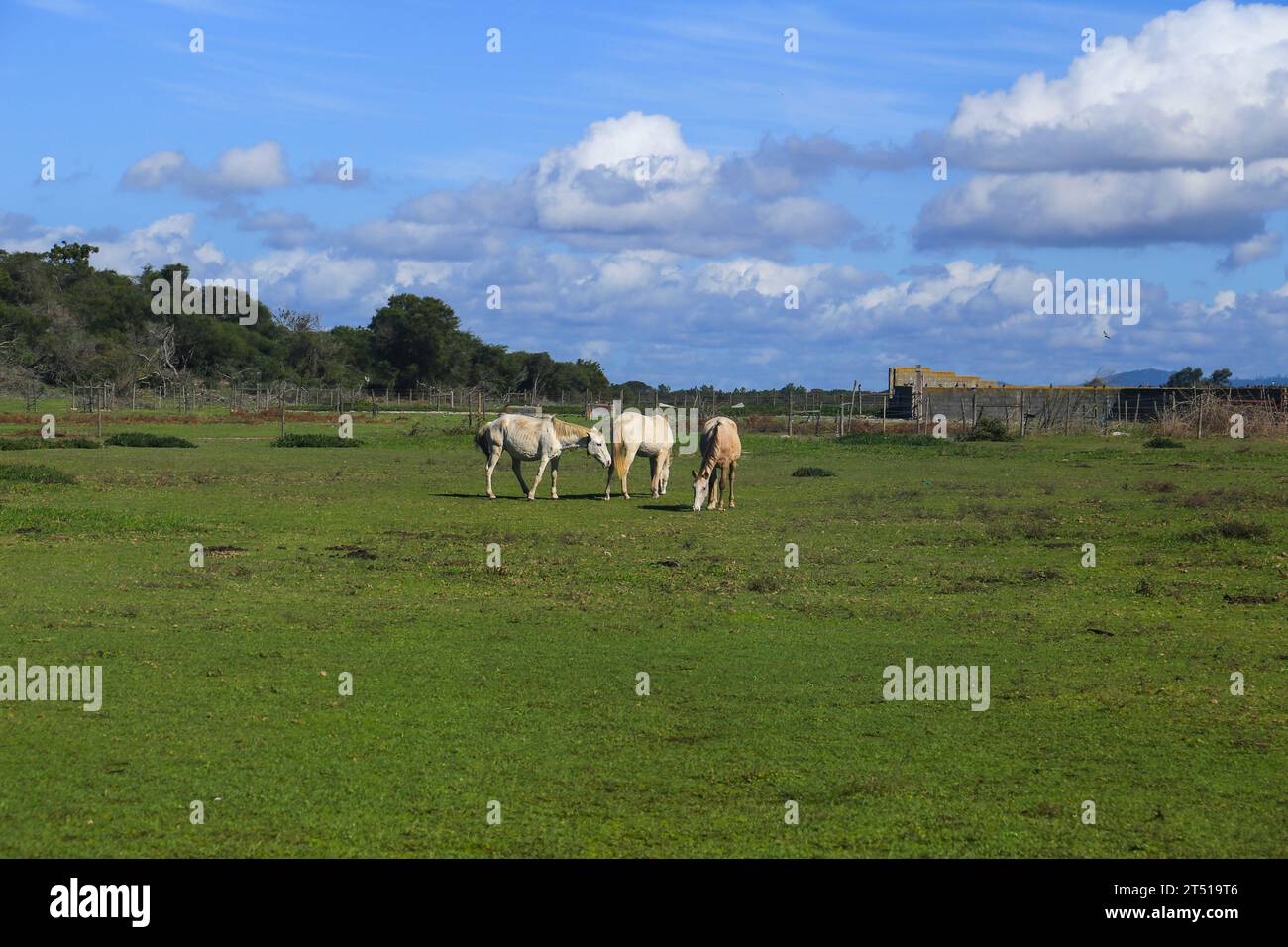 White horses grazing in the meadow in the meadow in the Alentejo area ...