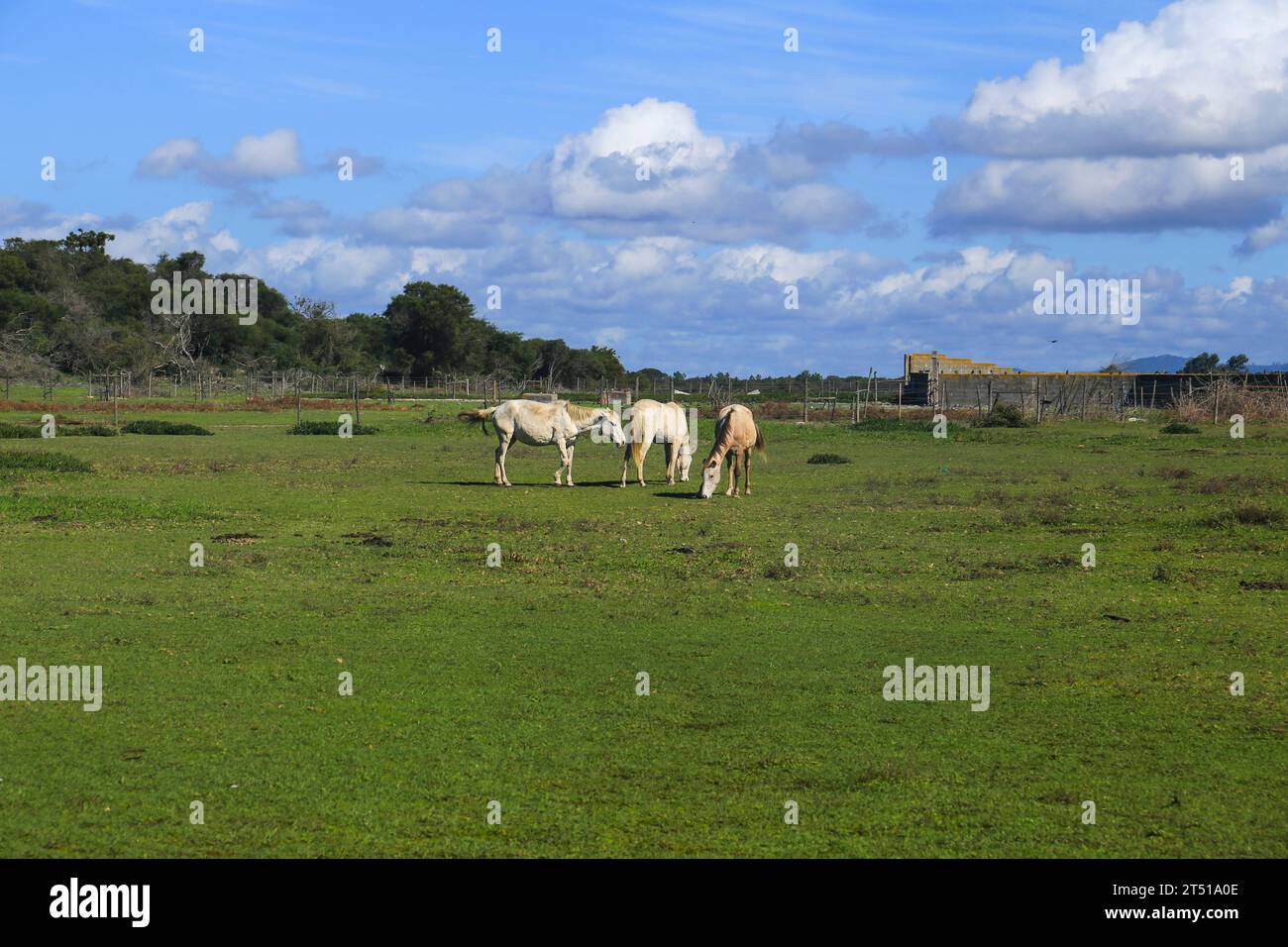 White horses grazing in the meadow in the meadow in the Alentejo area ...