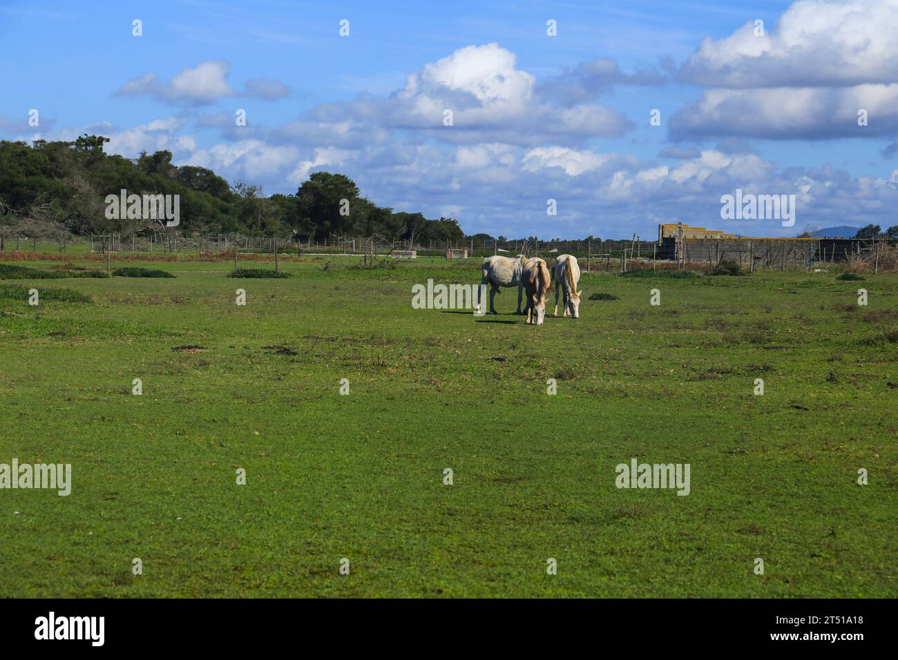 White horses grazing in the meadow in the meadow in the Alentejo area ...
