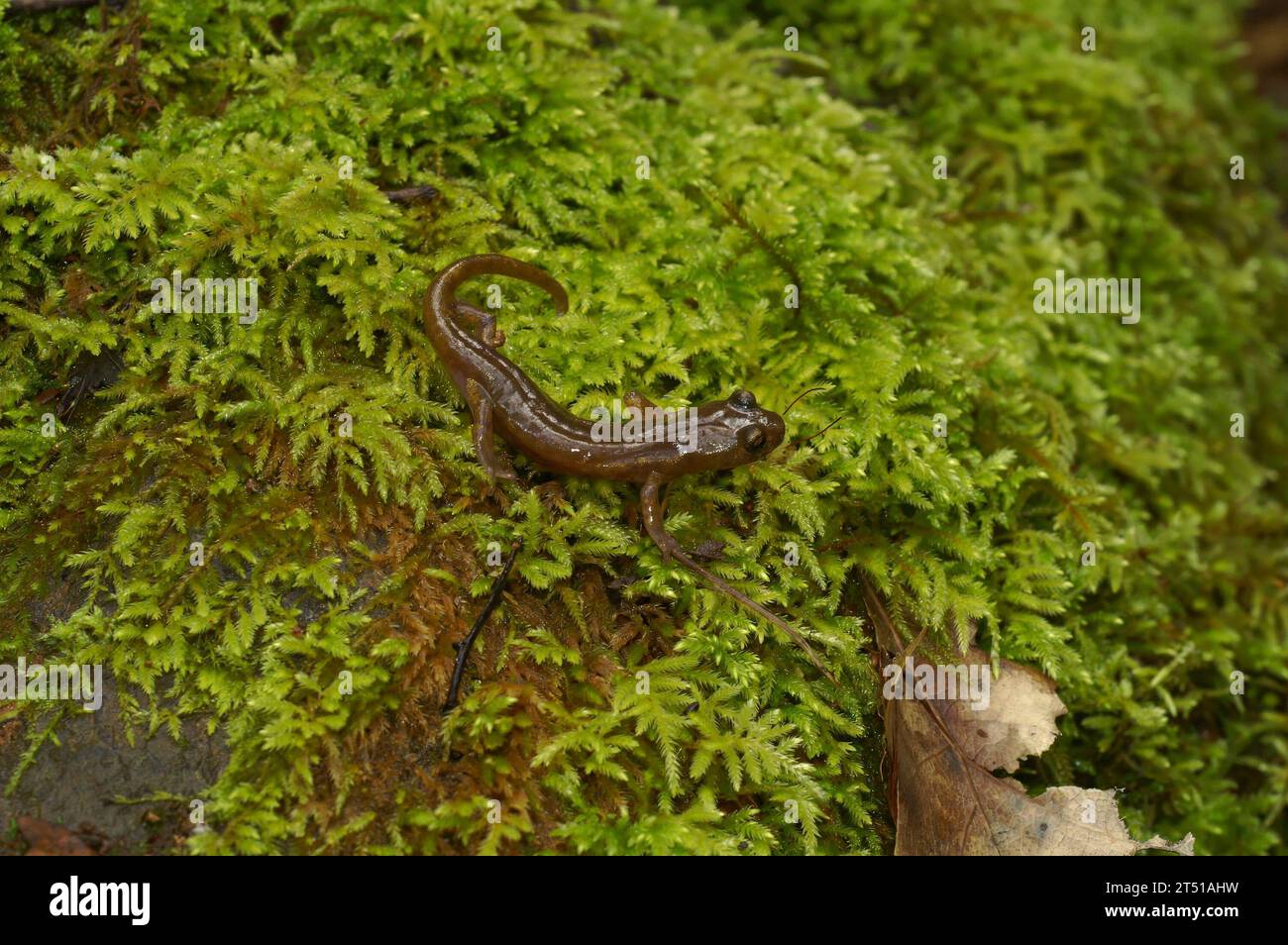 Natural closeup on the endangered lungless Californian limestone ...