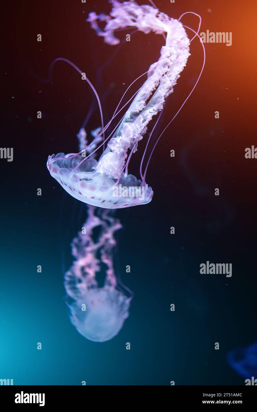 beautiful colorful jellyfish medusa swim underwater in ocean or zoo ...