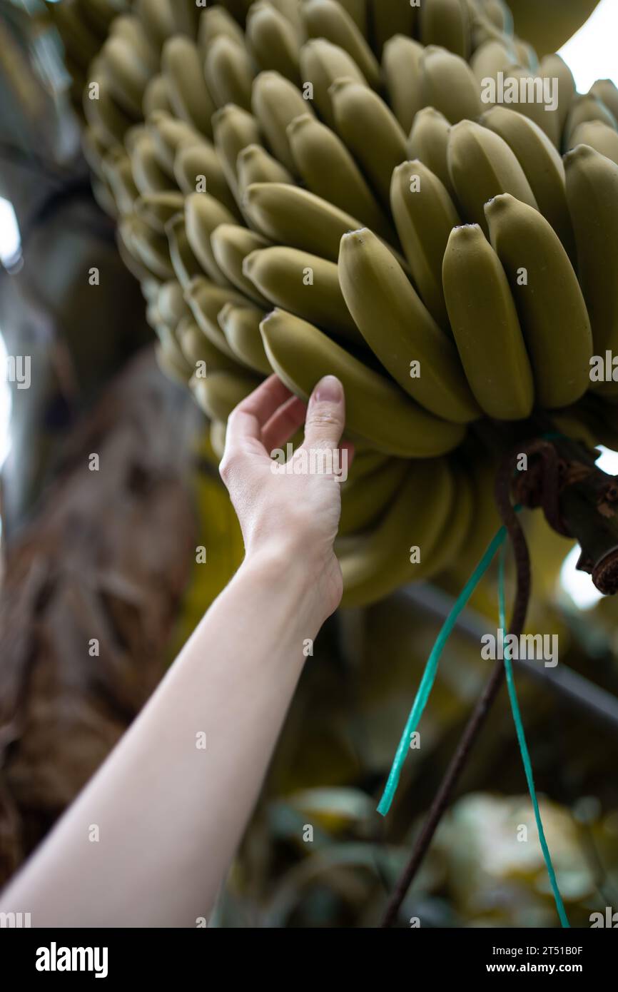 worker harvest banana tree at plantation Stock Photo - Alamy