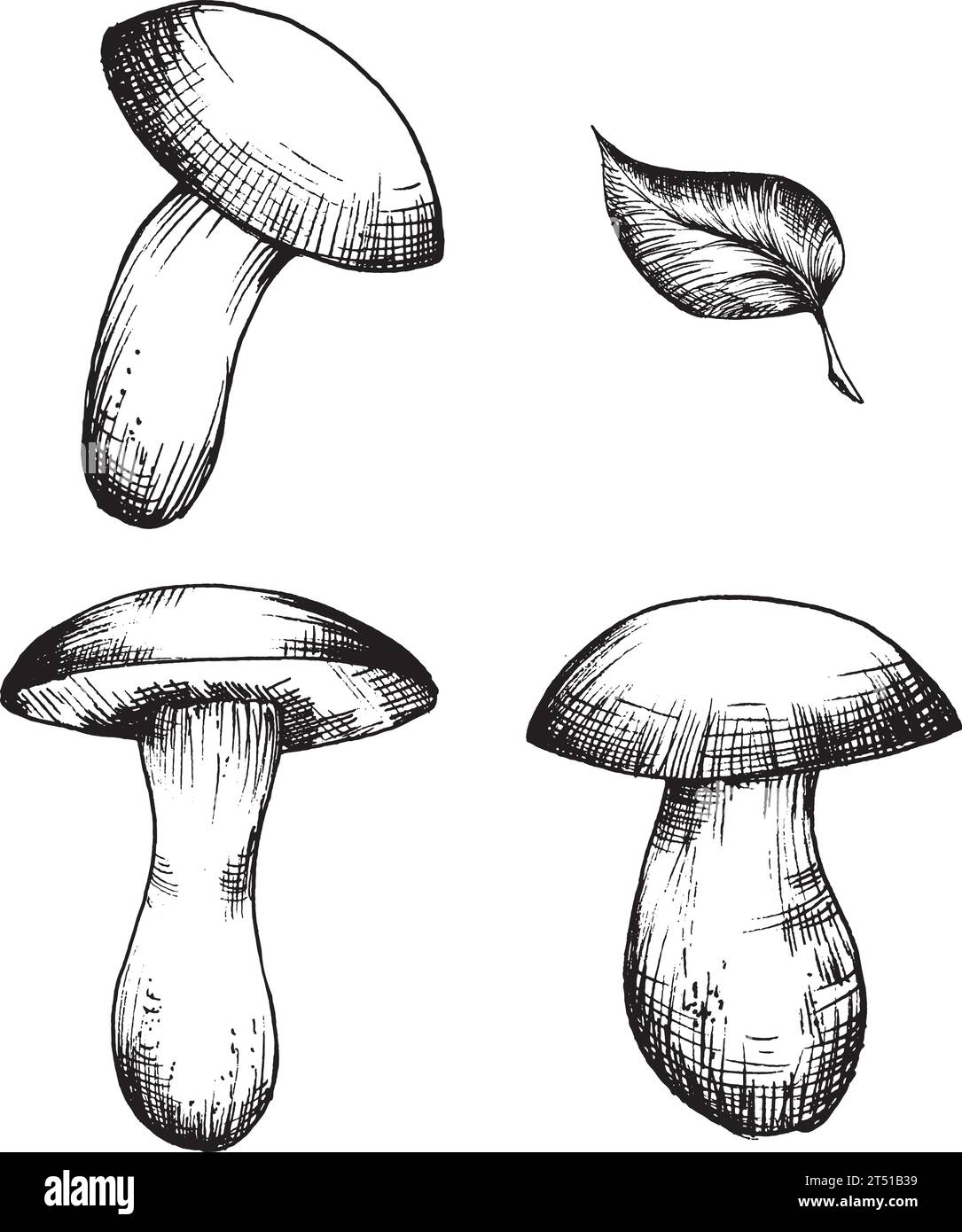 Fly agaric fungus in Black and White Stock Photos & Images - Alamy