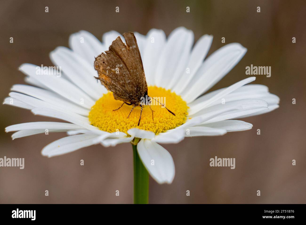 Daisy with Butterfly Stock Photo - Alamy