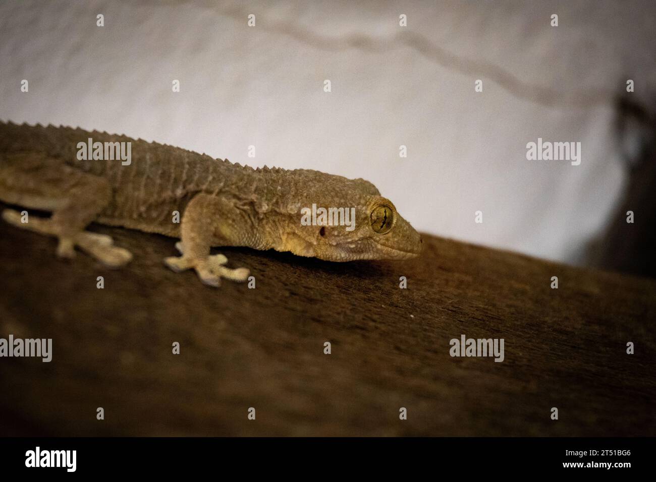 Gecko on a branch Stock Photo - Alamy