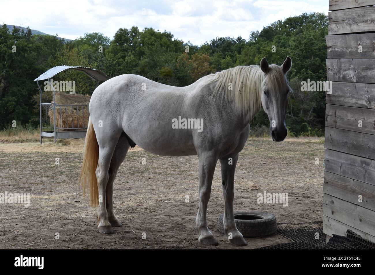 Cheval vert hi-res stock photography and images - Alamy