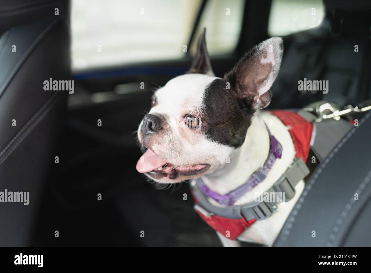 Boston Terrier dog in a car rear seat. She is alert and happy with her ...