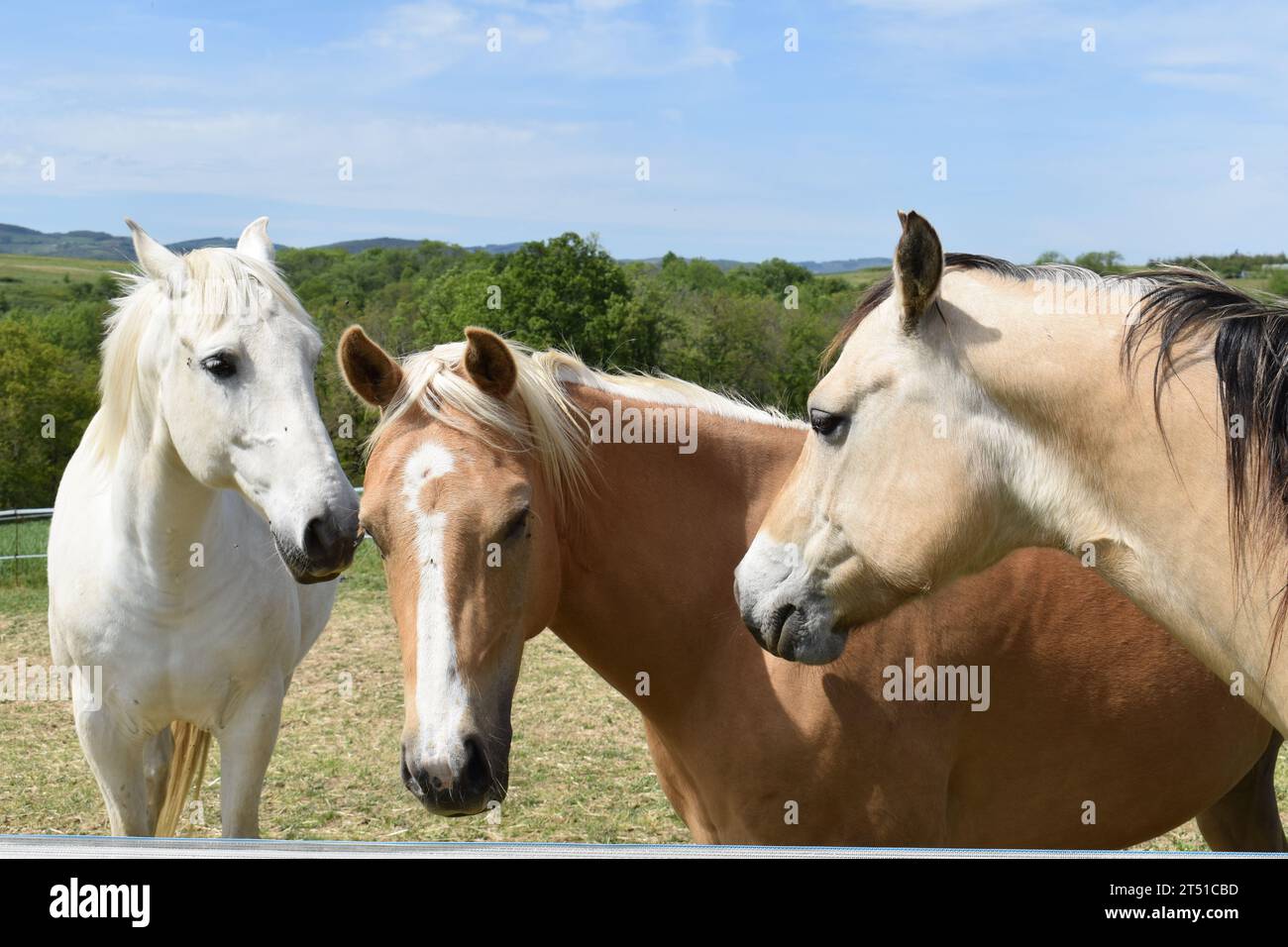 Beau cheval blanc hi-res stock photography and images - Alamy