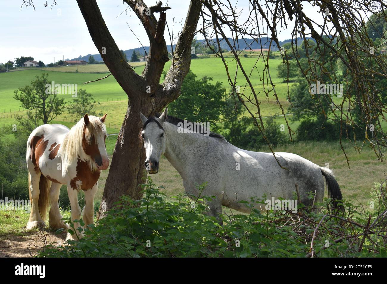 Lait blanc hi-res stock photography and images - Alamy
