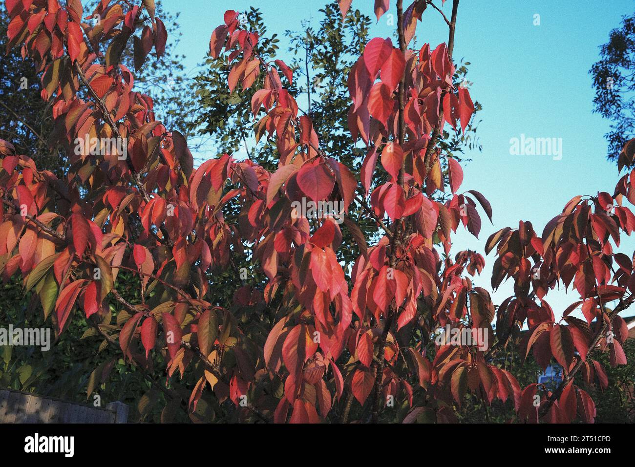 cherry blossom tree showing copper and green leaves,uk. november 2023 ...
