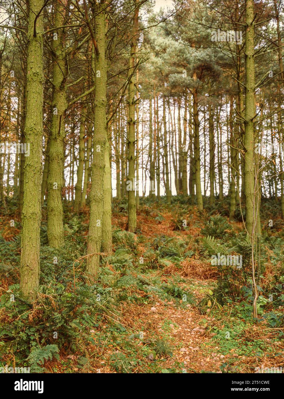 Forest of trees Stock Photo - Alamy