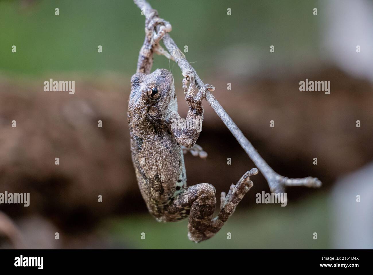 Bird Voiced Tree Frog Stock Photo - Alamy