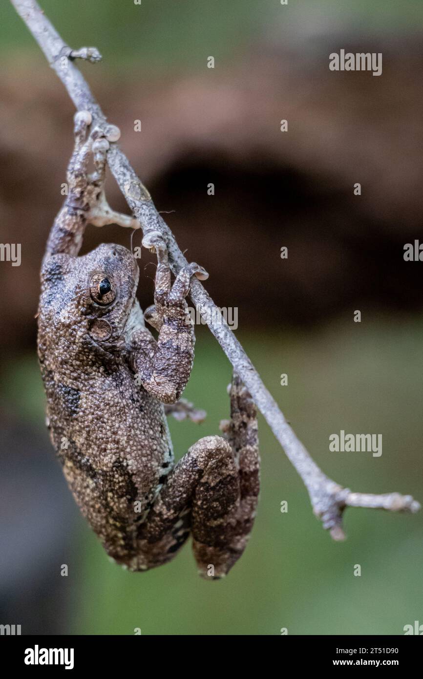 Bird Voiced Tree Frog Stock Photo - Alamy