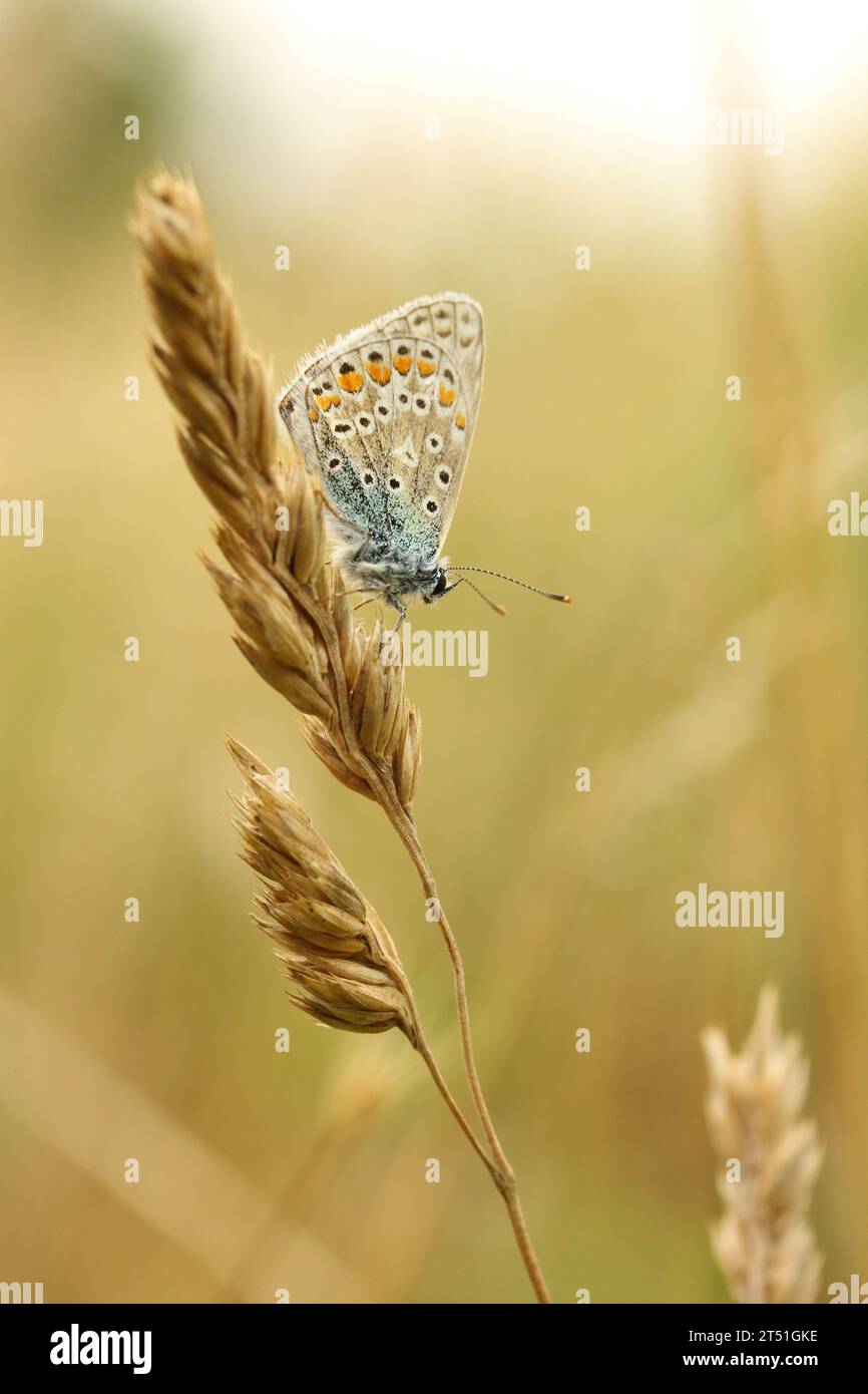 Common blue butterfly Stock Photo - Alamy