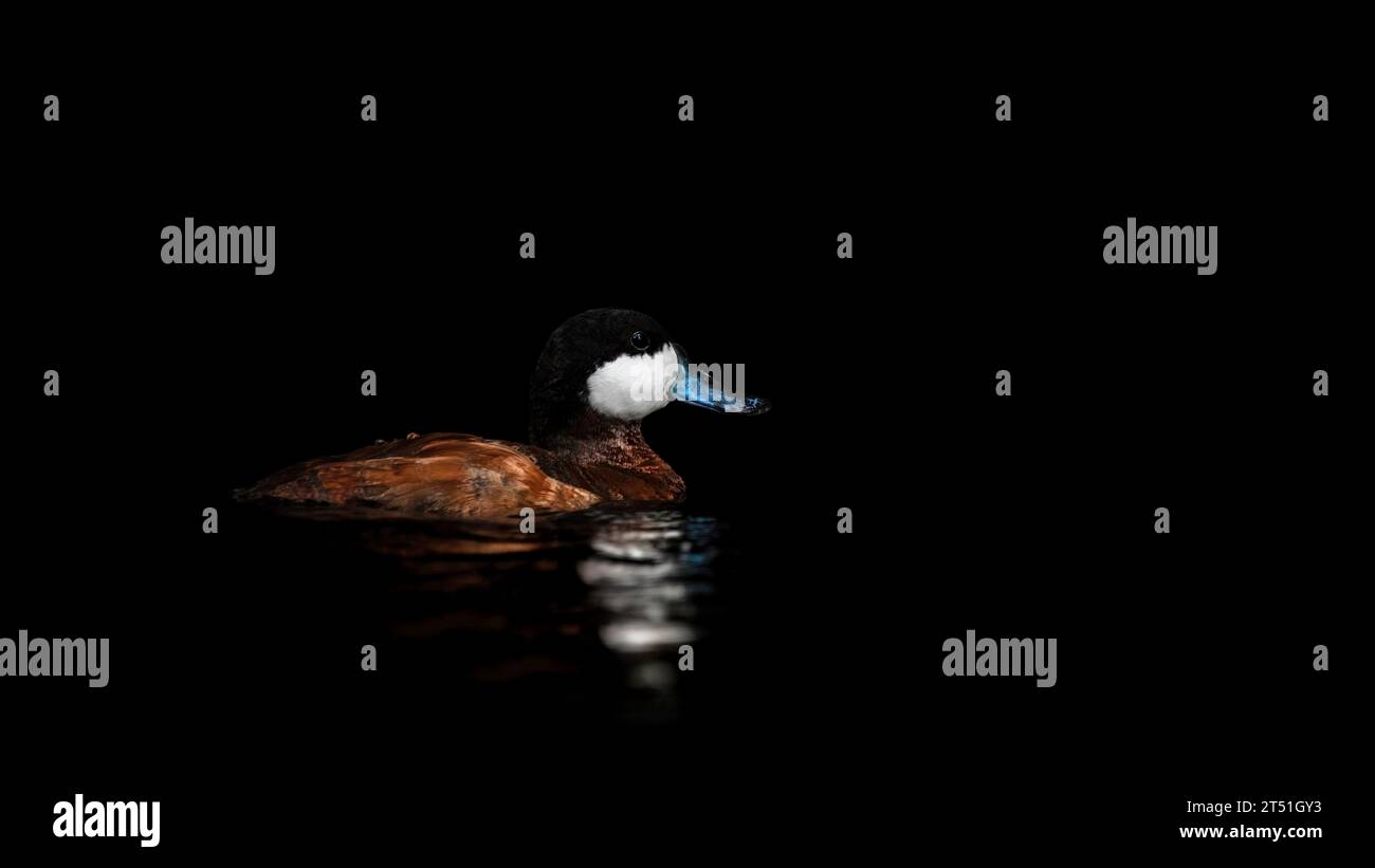 A side-view close-up of a male ruddy duck ( Oxyura Jamaicensis ...