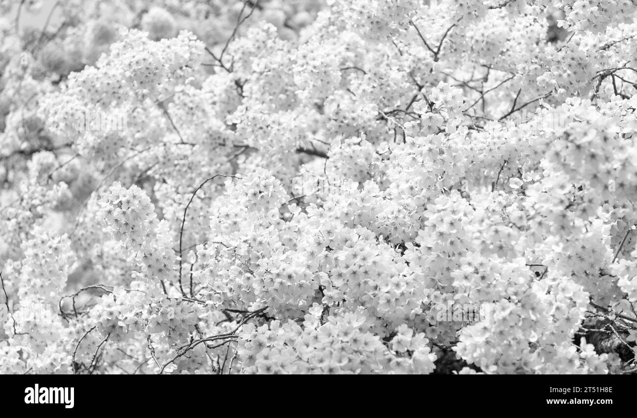 Sakura Blossom Background In Spring Sakura Blossom Nature Sakura Blossom In Springtime Photo