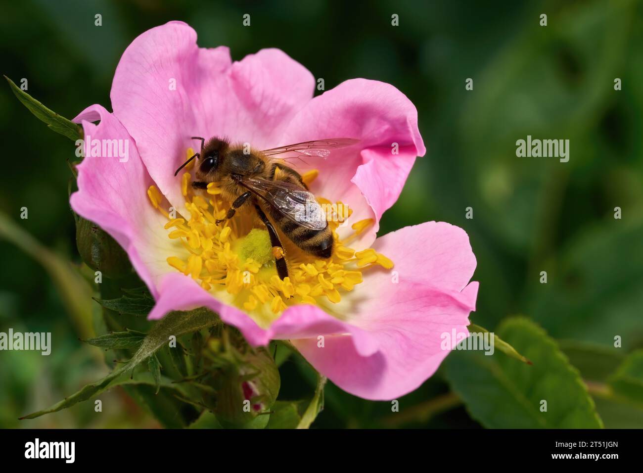 Bee collecting pollen on the pink flower of a dog rose with many yellow ...