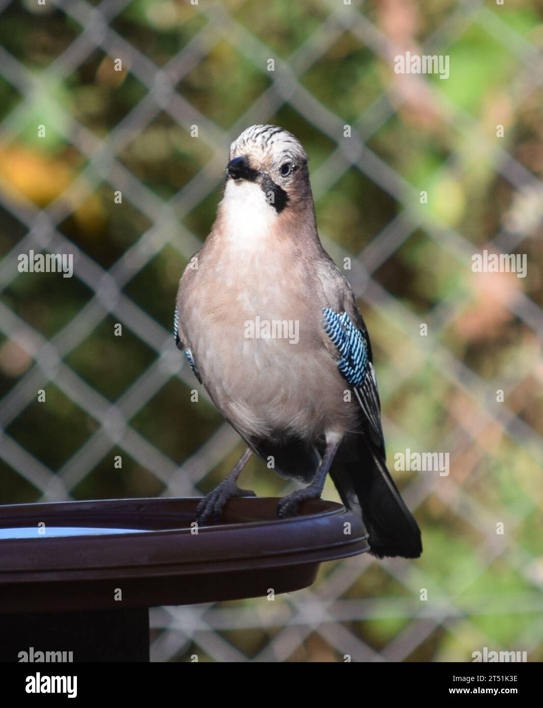 Eurasian jay flying hi-res stock photography and images - Alamy