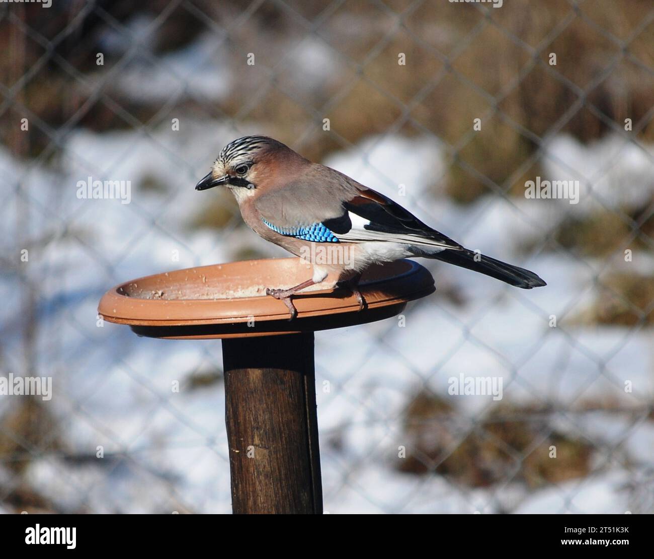 Europe forest bird - Eurasian jay Stock Photo - Alamy
