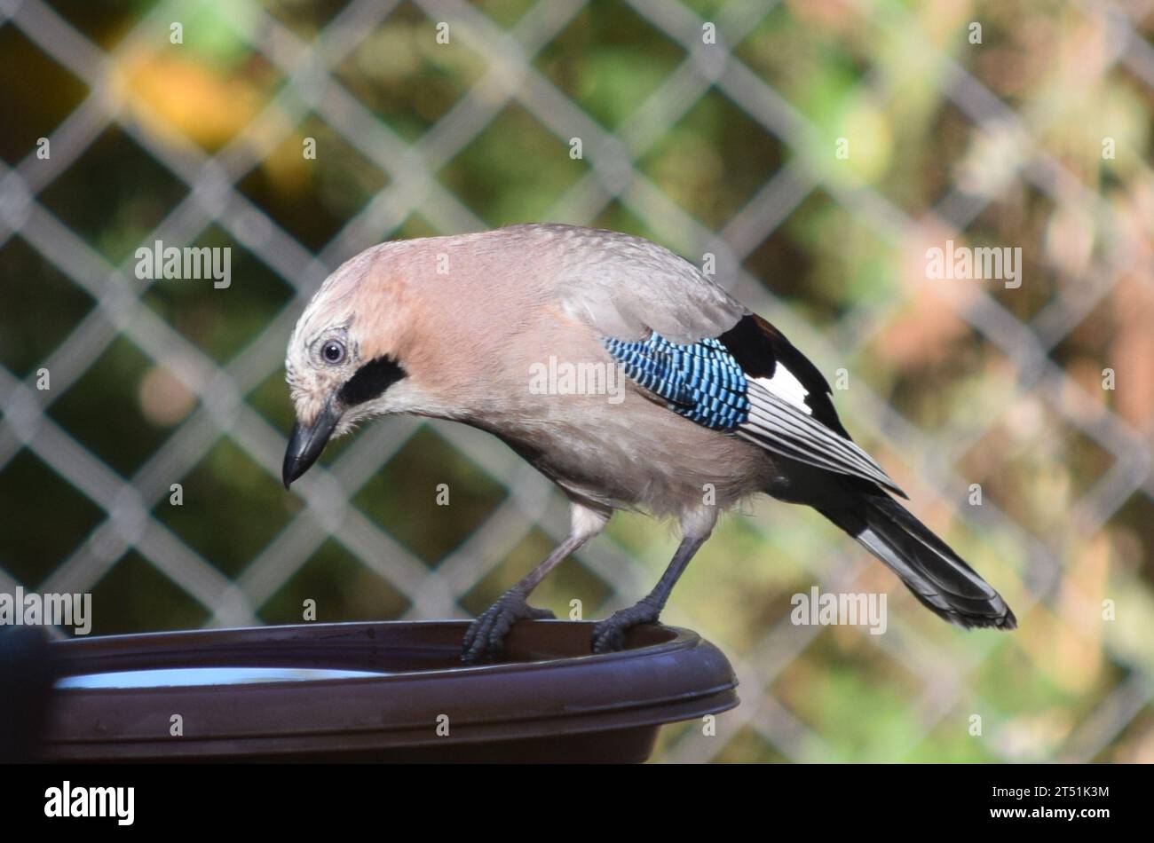 Eurasian jay flying hi-res stock photography and images - Alamy