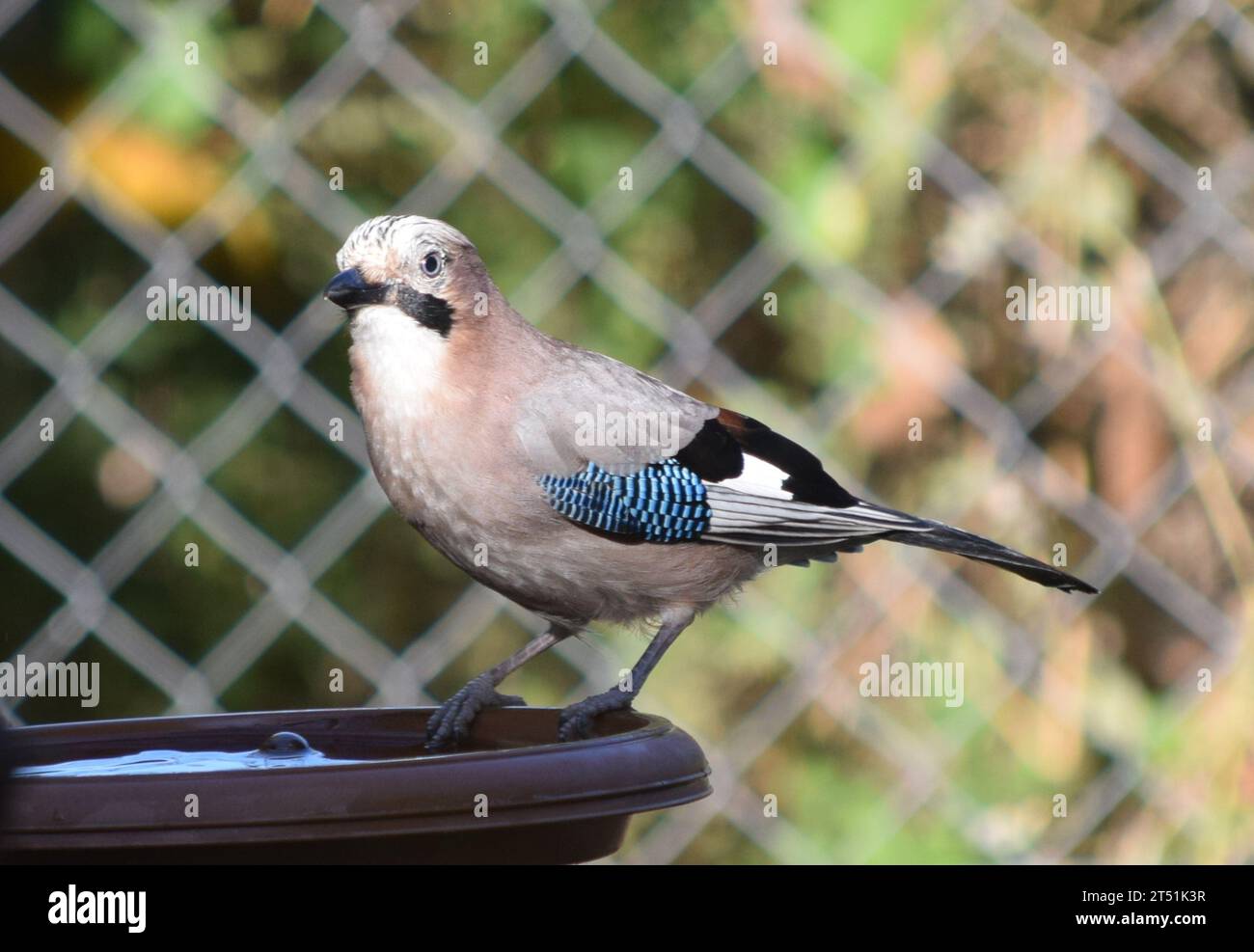 Europe forest bird - Eurasian jay Stock Photo - Alamy