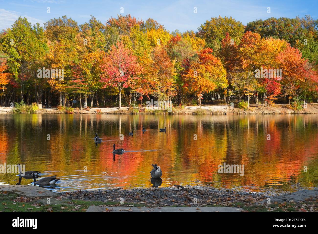 Geese swimming on Coe Lake in Berea, Ohio, amid brilliant fall colors ...