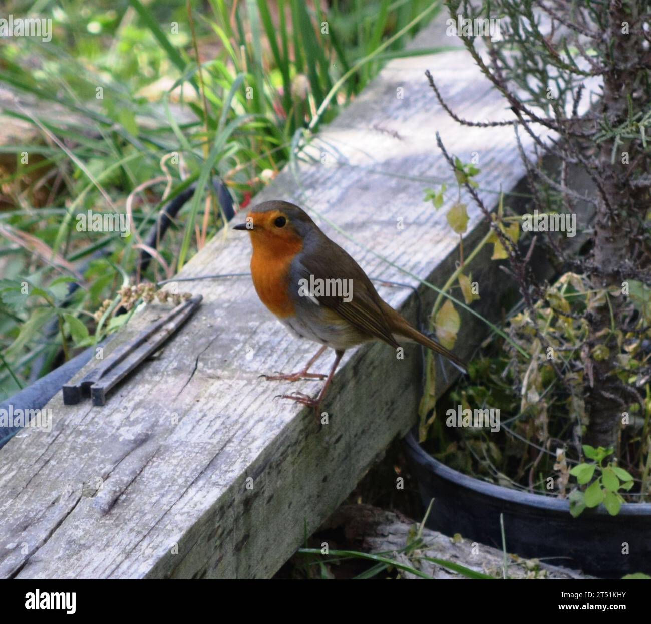 Robin hopping hi-res stock photography and images - Alamy