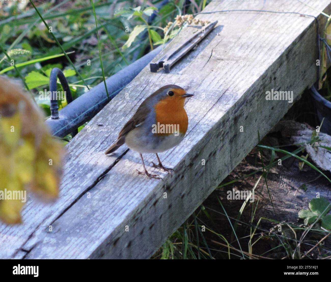 Chirping robin hi-res stock photography and images - Alamy