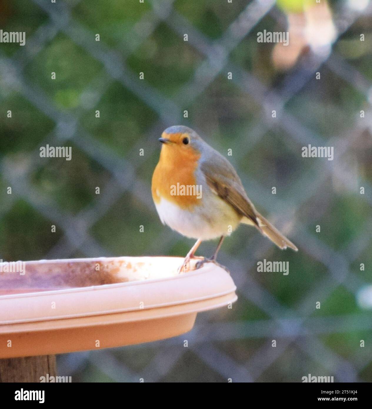 Robin hopping hi-res stock photography and images - Alamy