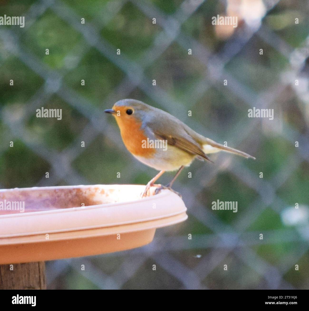Robin hopping hi-res stock photography and images - Alamy