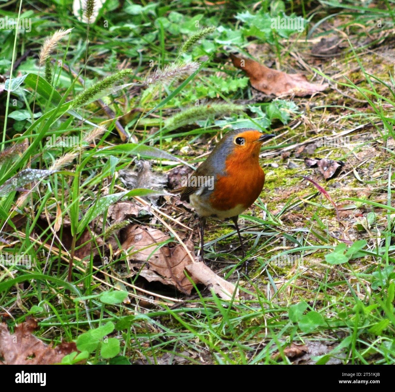 Robin hopping hi-res stock photography and images - Alamy