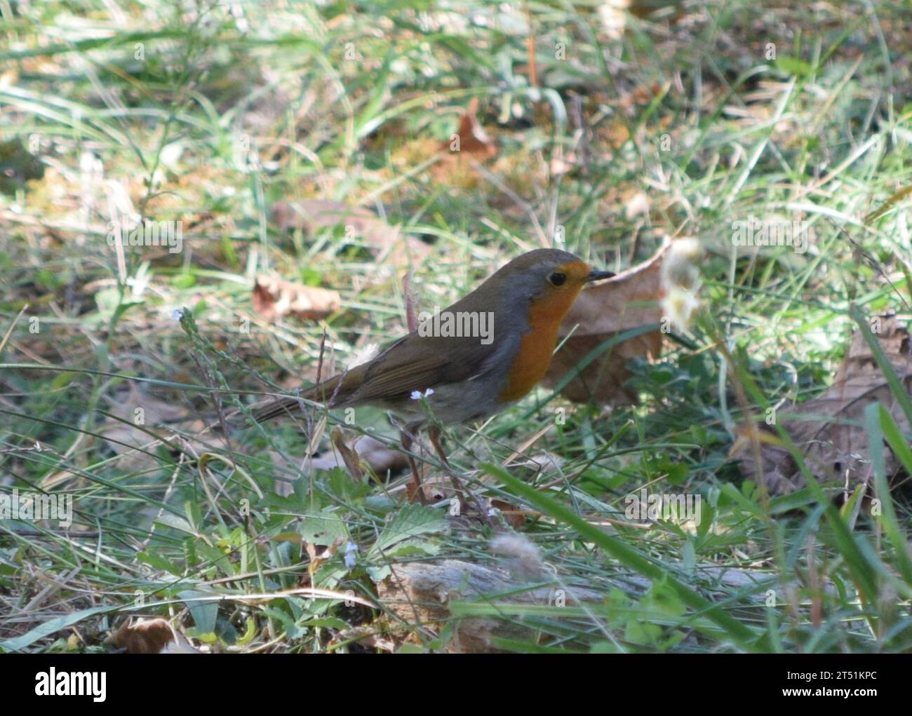 Robin hopping hi-res stock photography and images - Alamy