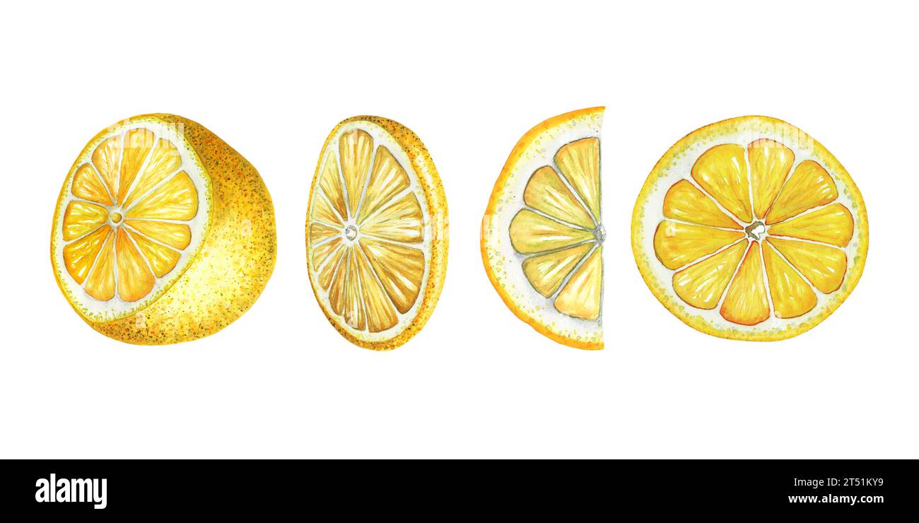 Lemons fruit set. Hand drawn watercolor illustration of cut and sliced ...