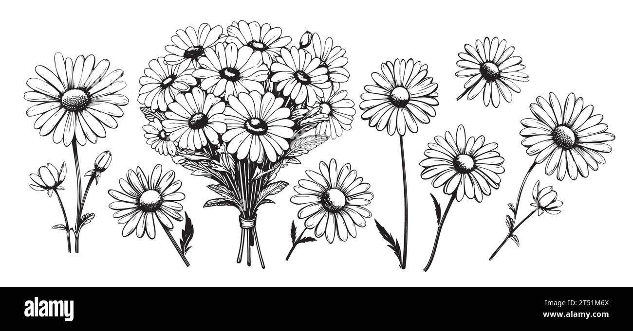 Daisies Black And White