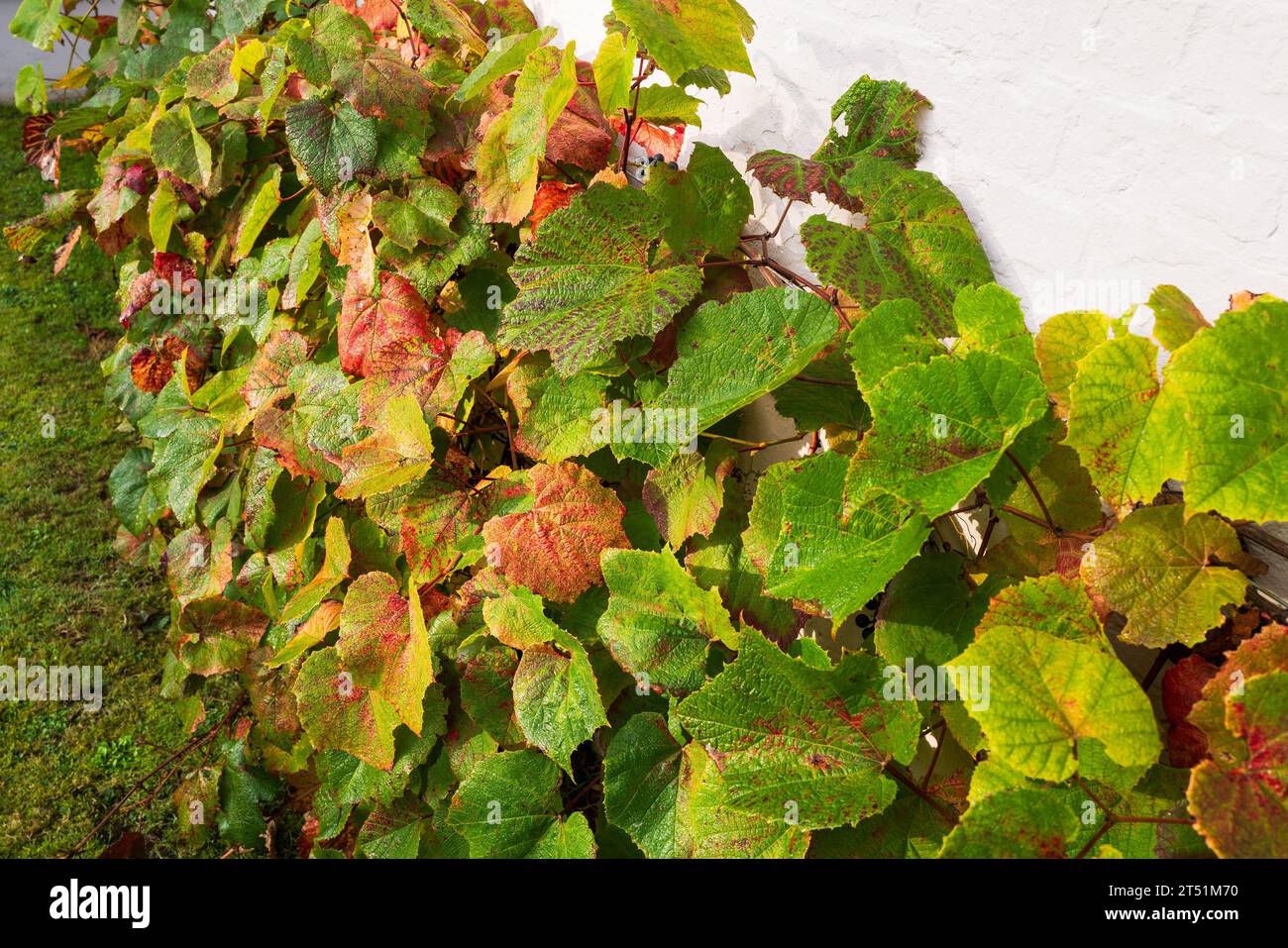 Grape vine leaves, that are a beautiful red and green colour against a ...