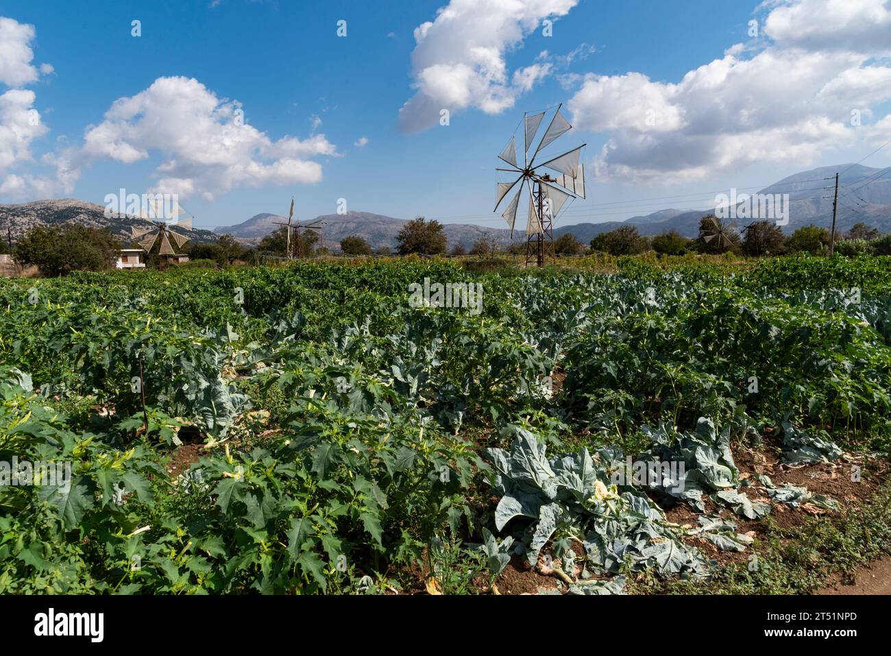 Lasithi plateau, Crete, Greece. 30.09.2023 Windmills, distant mountains ...