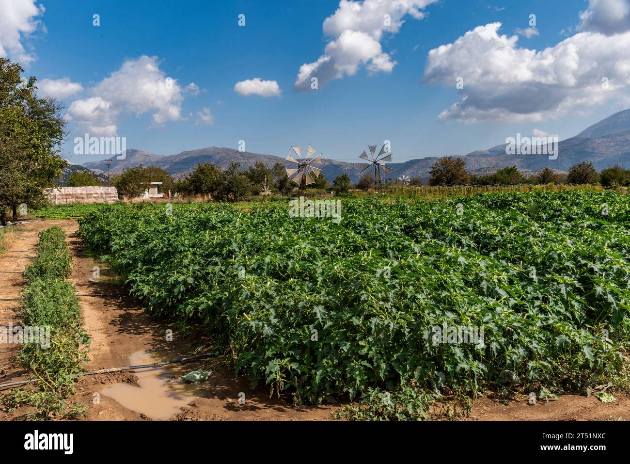 Lasithi plateau, Crete, Greece. 30.09.2023 Windmills, distant mountains ...