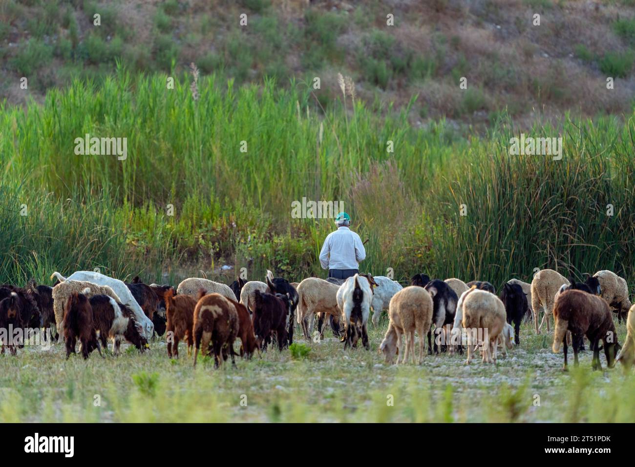 Old shepherd grazing his sheep and goats Stock Photo - Alamy