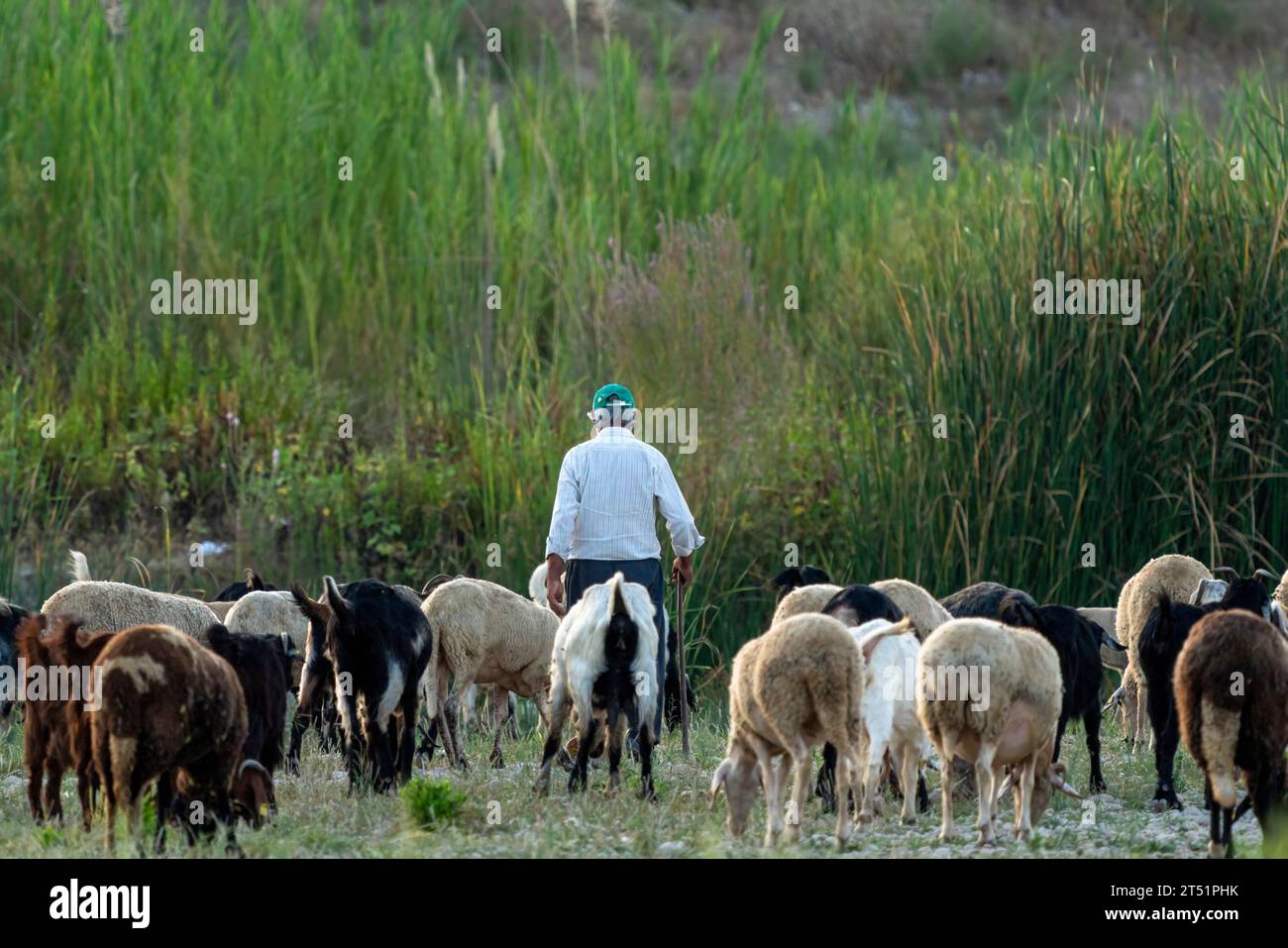 Old shepherd grazing his sheep and goats Stock Photo - Alamy
