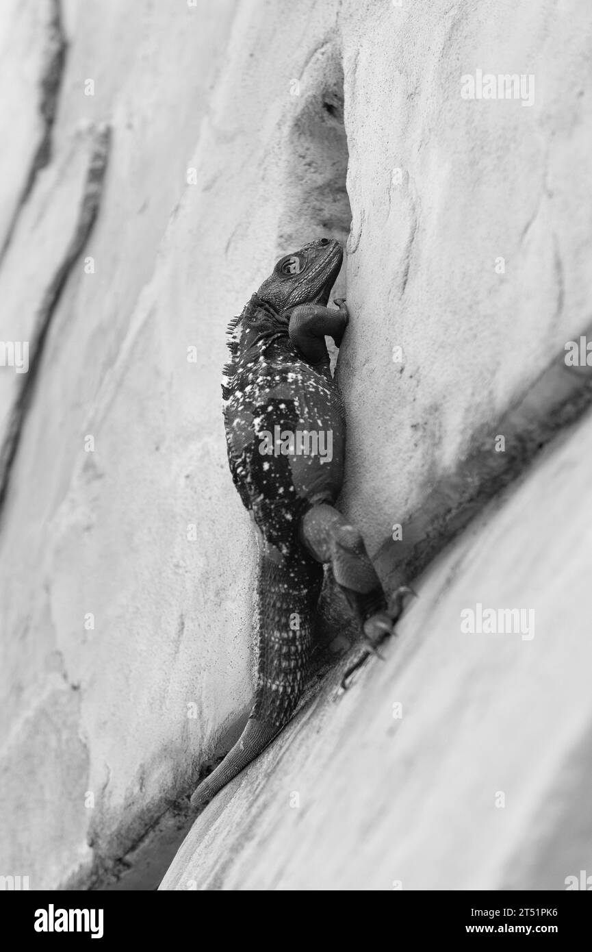 iguana lizard on stone outside. iguana lizard in nature. photo of ...
