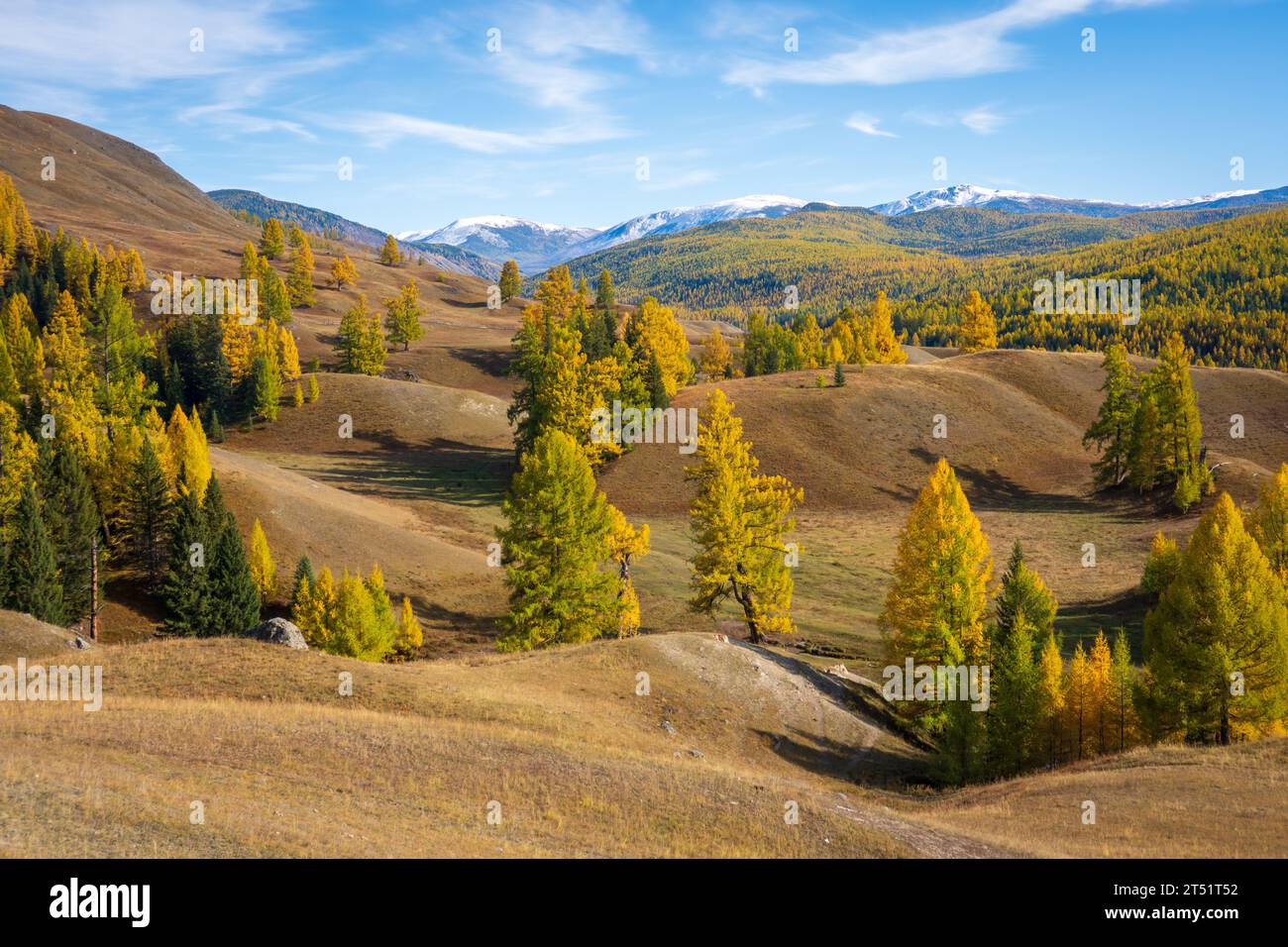 Uneven ground with grass mounds and green fir trees in hilly region ...
