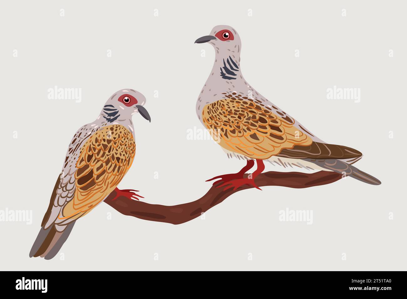 Two turtle doves hi-res stock photography and images - Alamy
