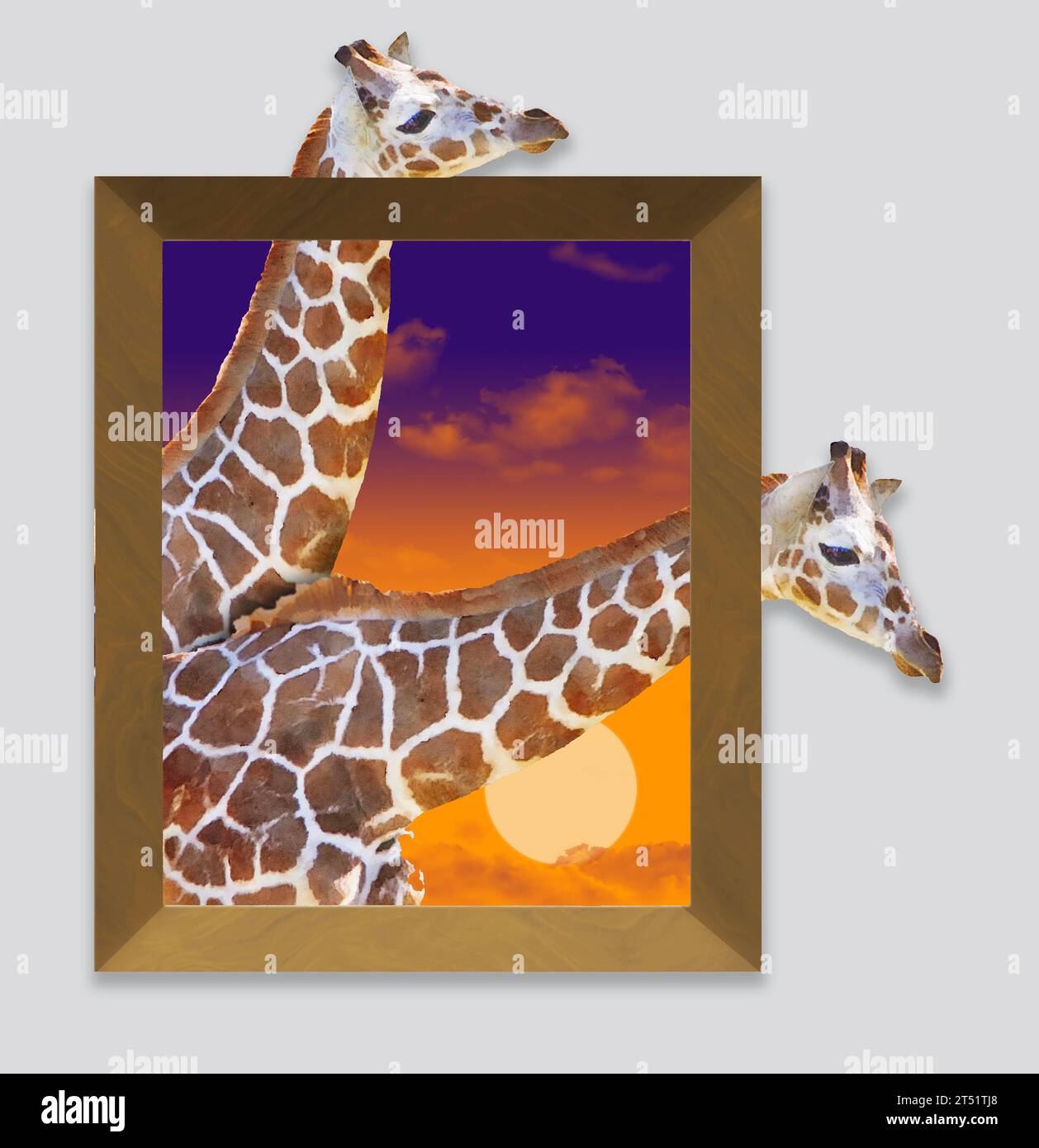 Long necked giraffes extend their heads out of a picture frame as art ...