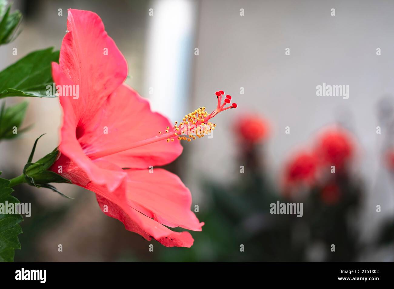 Pollen of hibiscus flower hi-res stock photography and images - Alamy