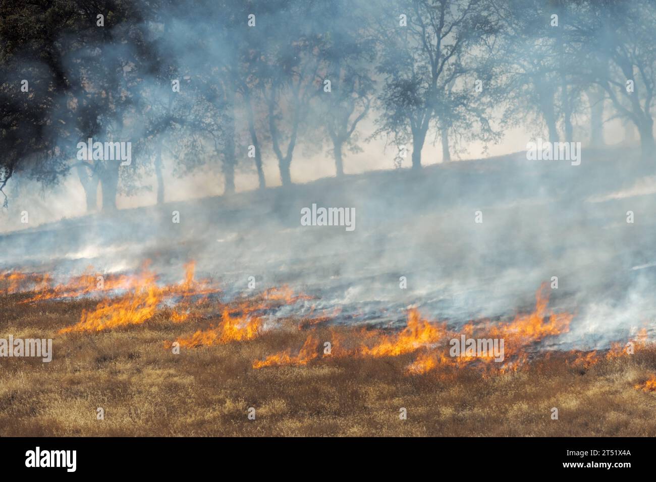 Flames burn down a hillside of grasses in front of a row of oak trees ...