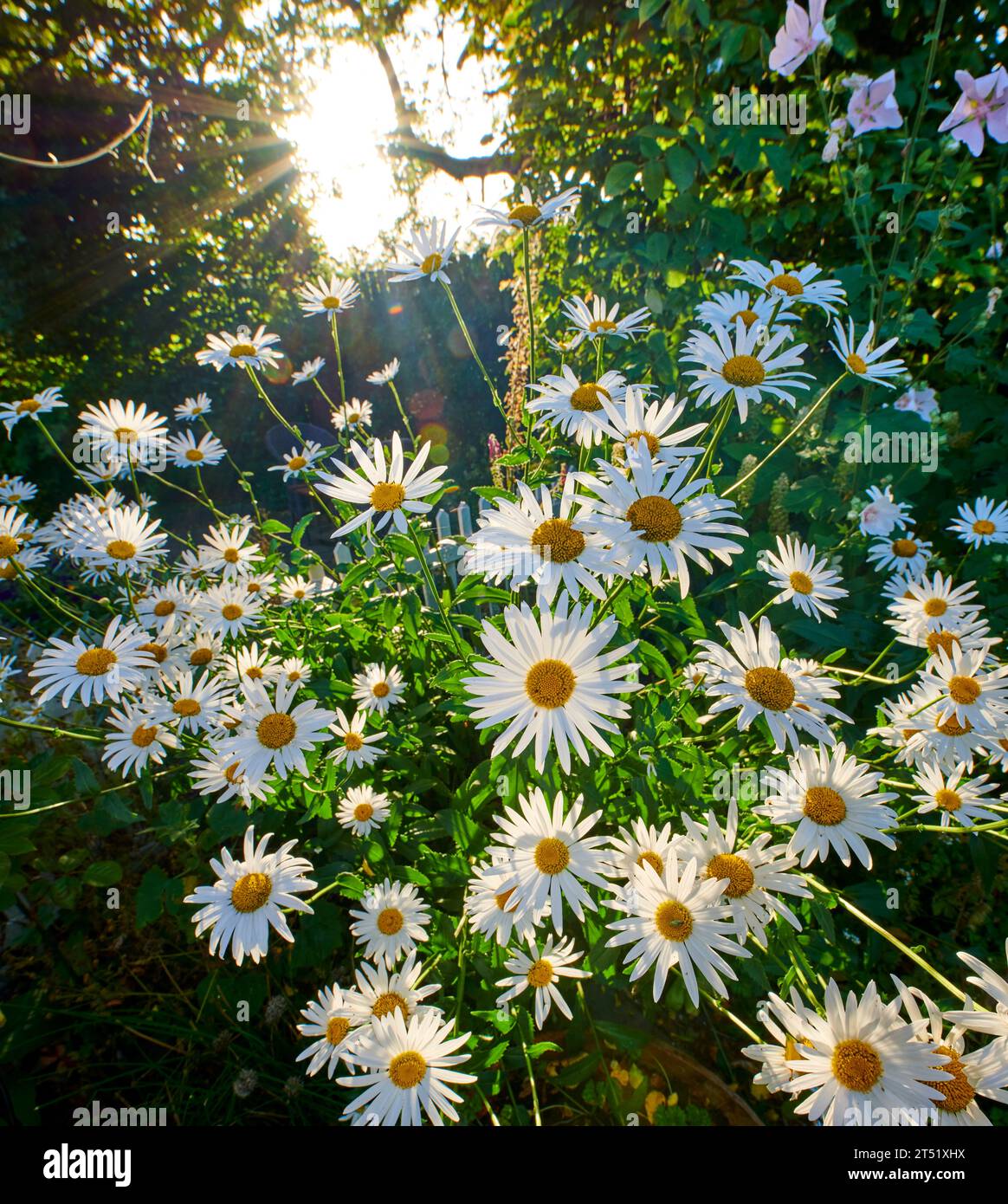Marguerite. Insects pollinating marguerite flower plants in nature or a ...